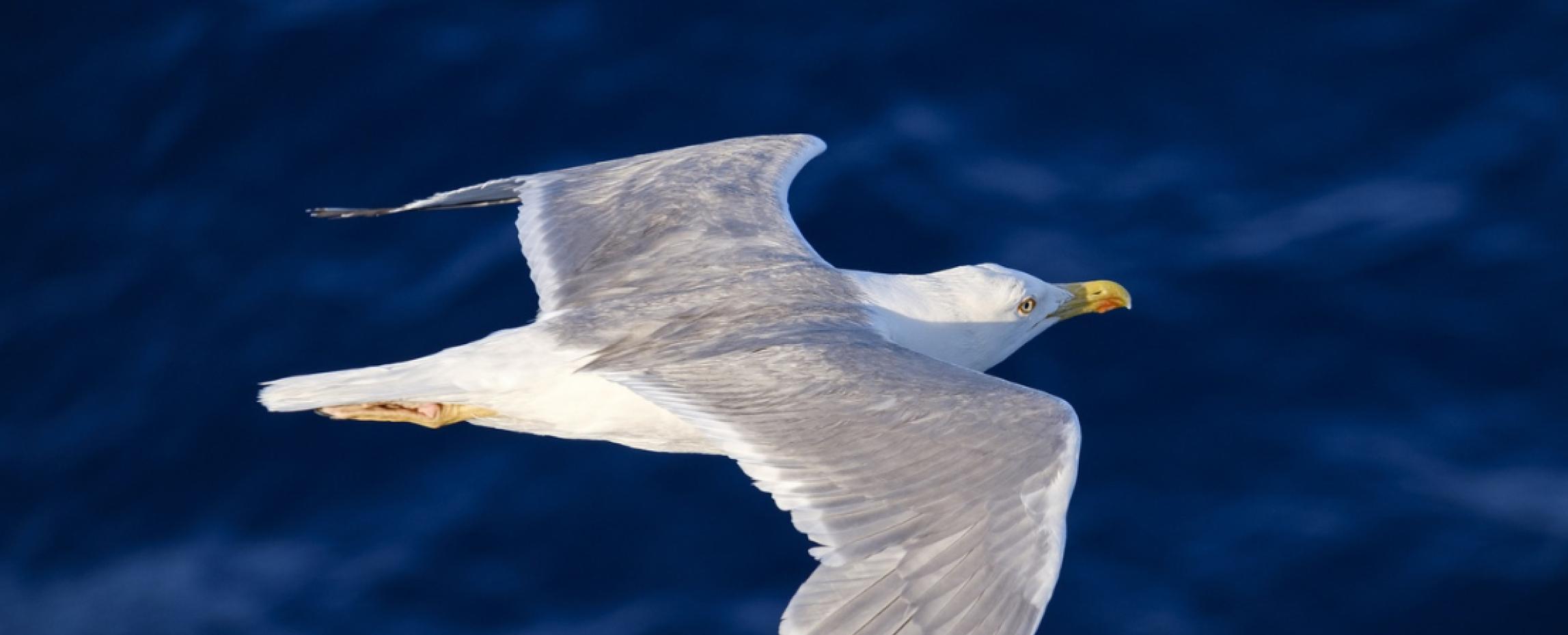 Seagull* Bible Translation - Agape Methodist Church